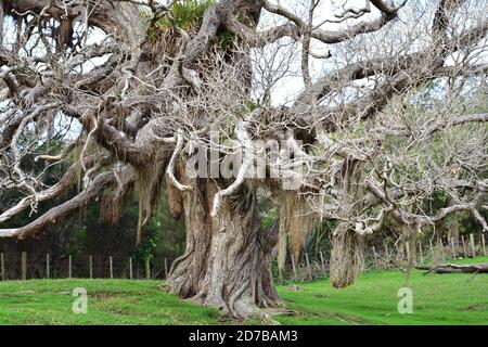 Fairy tale Pohutukawa tree with epiphytes and aerial roots. Location ...