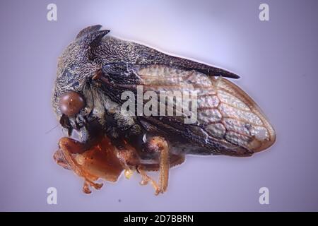 Sandakan, Borneo, Sabah, Malaysia, Tricentrus attenuicornis Funkhouser ...