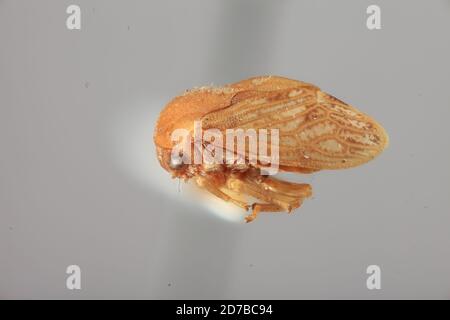 Los Baños P.I., Philippines, Gargara nigrocarinata Funkhouser, 1914 ...