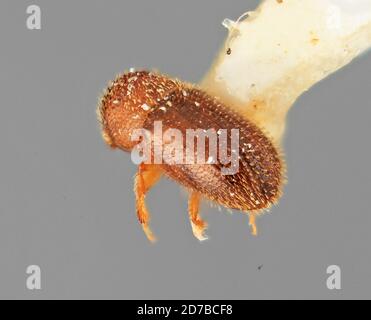 Pinned, Pandora, Limon, Costa Rica, Tesserocerus forceps Wood, 1966 ...