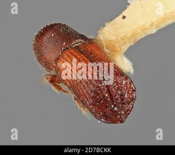 Pinned, Laguna Santa Maria, Nayarit, Mexico, Chramesus unicornis Wood ...