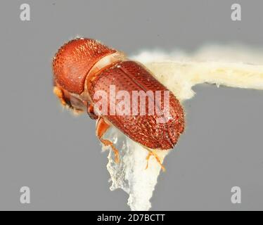 Pinned, Estacion de Biologia, Jalisco, Mexico, Pseudothysanoes ...