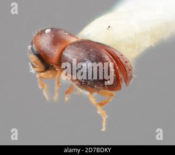Pinned, Pandora, Limon, Costa Rica, Tesserocerus forceps Wood, 1966 ...