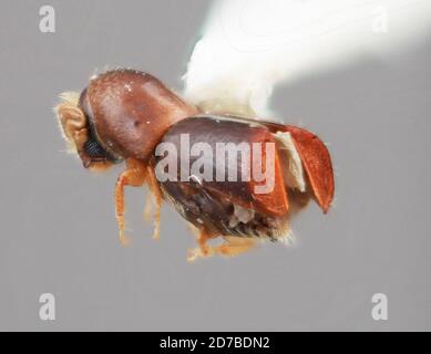 Pinned, 8mi S. El Hato, Chiriqui, Panama, Tricolus capitalis Wood, 1974 ...