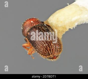 Pinned, Volcan Pacaya, Escuintla, Guatemala, Platypus longius Wood ...