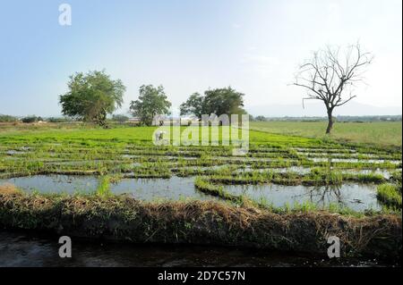 Traditional rice cooker from the state of Morelos, Mexico Stock Photo ...