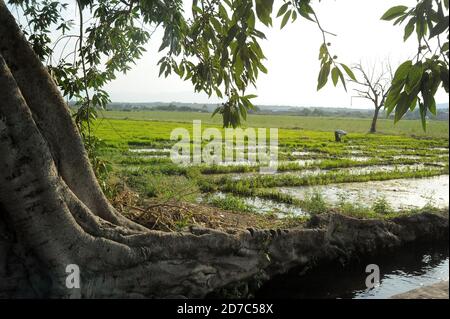 Traditional rice cooker from the state of Morelos, Mexico Stock Photo ...