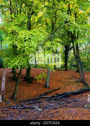 Ancient Native Woodlands, Autumn Landscapes, Clayfield Copse, Emma ...