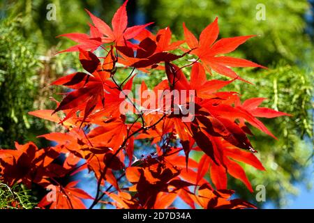 Close up of a Japanese maple (acer japonica) tree with red leaves in ...