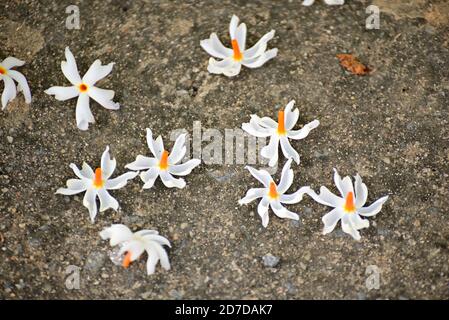 Parijat (Night Jasmine) flower laying on wooden background its called ...
