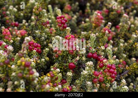 Diddle-dee (Empetrum rubrum) berries Torres del Paine National Park ...
