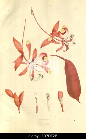Amherstia nobilis, Pride of Burma in Kandy, Sri Lanka Stock Photo - Alamy