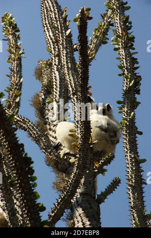 Prickly,thorny,spiny these amazing plants seem hostile but it is a ...