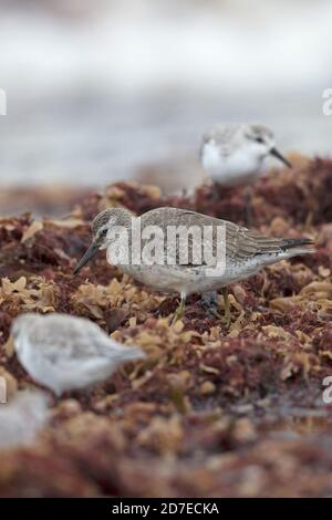 Sanderling; Calidris alba, Red Knot; Calidris canutus; and Dunlin ...