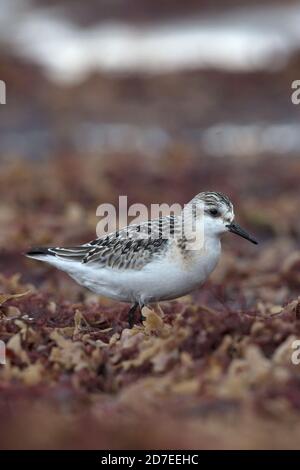 Sanderling, Calidris alba, juvenile into winter plumage bird running ...