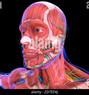 Human Muscle Anatomy For medical concept 3D Illustration Stock Photo ...
