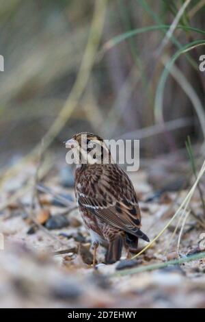 Rustic Bunting (Emberiza rustica Stock Photo - Alamy
