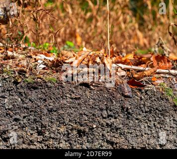 Organic layer and topsoil of a Leptosol in a beech forest Stock Photo ...
