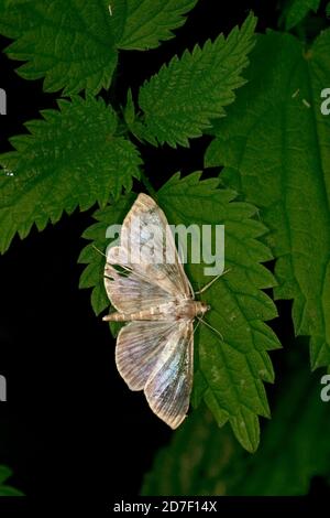 Mother of Pearl (Pleuroptya ruralis) micro moth. Small insect in the ...