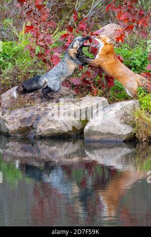 Red fox and cross fox in a fight Stock Photo - Alamy
