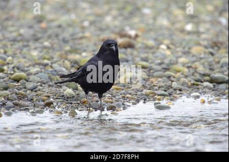 Northwestern Crow (Corvus caurinus), Nanaimo, British Columbia, Canada ...