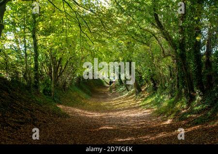 Halnaker tree tunnel near Chichester in West Sussex UK, with sunlight ...