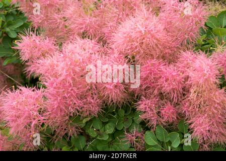 The smoketree or smokebrush in summer is a beautiful sight Stock Photo ...