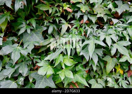 backgrounds, wall, ivy, background, walls, ivies Stock Photo - Alamy