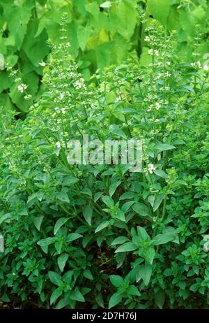 Ocimum basilicum 'Fino Verde', small leaves basil, close up detail ...