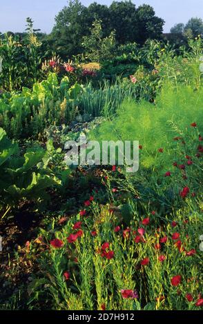 Red flax (Linum grandiflorum 'Rubrum') and Californian poppy ...