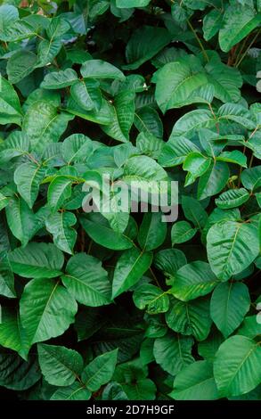 poison ivy toxicodendron rhus radicans dermatitis skin rash Stock Photo ...
