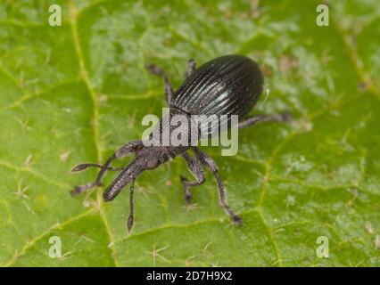 berry blossom weevil, strawberry blossom weevil (Anthonomus rubi), on a ...