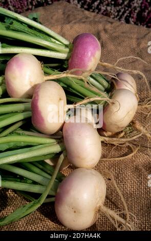 Turnip, Brassica rapa subsp. rapa, harvesting a mature vegetable Stock ...