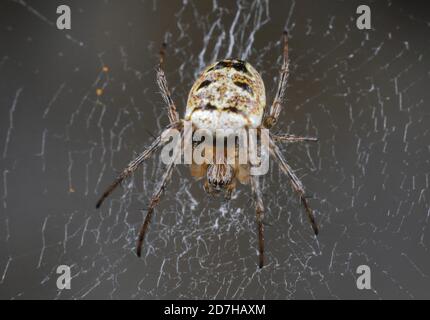 Orb-weaver spider (Zilla diodia), spider in web, Germany Stock Photo ...