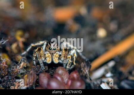 close shot of the ground spider Stock Photo - Alamy