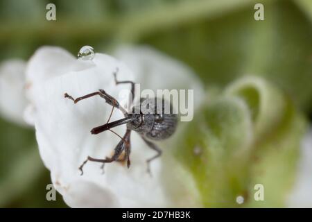 berry blossom weevil, strawberry blossom weevil (Anthonomus rubi), on a ...