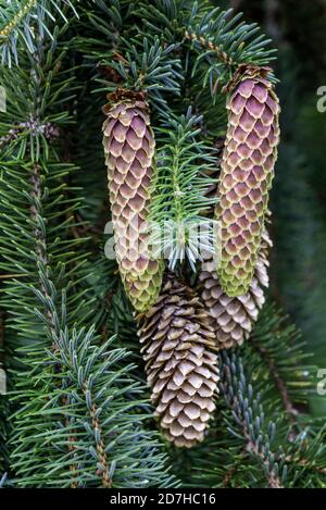 Sitka Spruce (picea sitchensis), close up showing the new growth of the ...