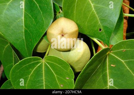 Portia Tree (Thespesia populnea), fruit and leaves, Florida, USA, Milo ...