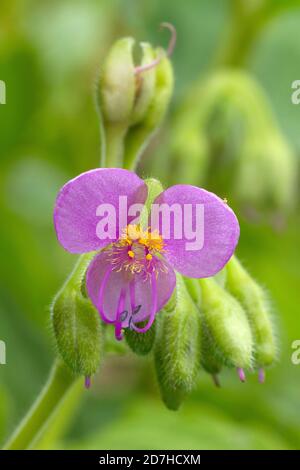 Widow's tears (Tinantia erecta Stock Photo - Alamy
