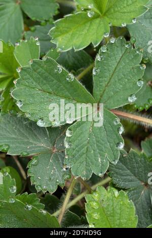 Guttation on the leaves of a strawberry plant Stock Photo - Alamy