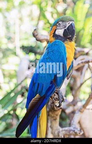 Blue and yellow crested parrot on a branch, Bali Bird Park, Indonesia ...