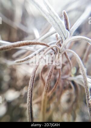 Dry lavender leaves in autumn colors, macrophotography Stock Photo - Alamy