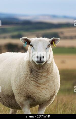 Lleyn ewe in field Stock Photo - Alamy