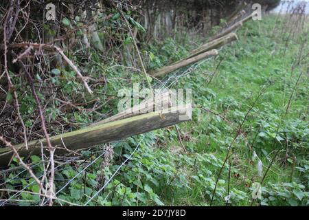 tree guards and damage from wild rabbits and hares digging warrens ...