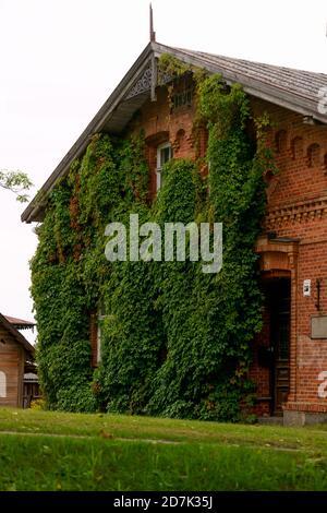 Decorative plant Maiden grapes on stone wall. Fast-growing deciduous ...