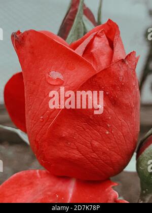 Vertical closeup shot of an unbloomed red rose head with buds Stock ...