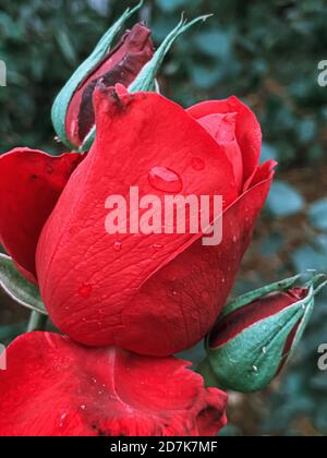 Vertical closeup shot of an unbloomed red rose head with buds Stock ...