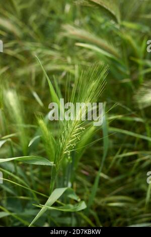 mouse barley (Hordeum murinum), in front of sunset over the sea ...