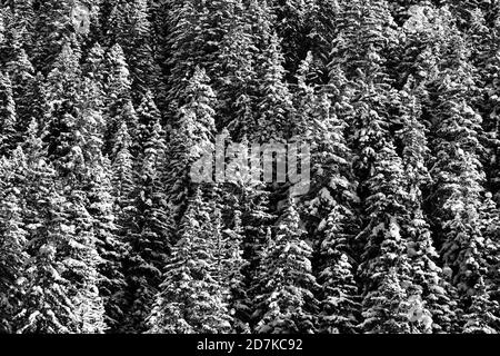 Swiss Alps near Davos, Switzerland. Snow-covered fir trees Stock Photo ...