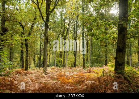 Woodland landscape in Pamber Forest, Hampshire, UK, during autumn or ...